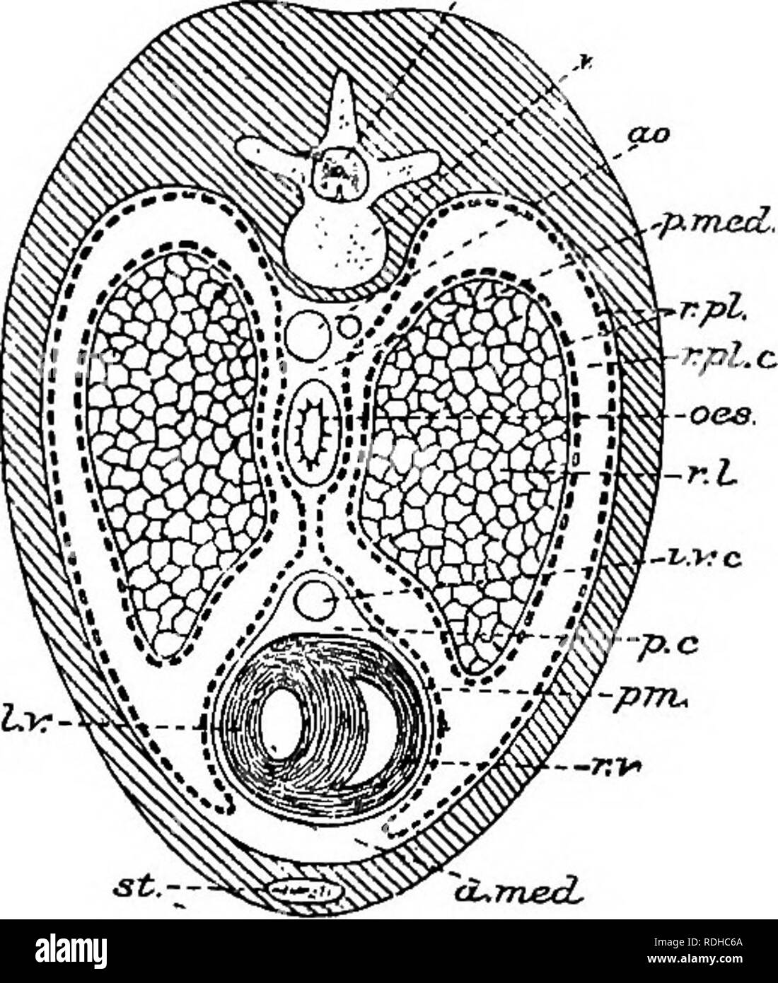 . A manual of elementary zoology . Zoology. THE RABBIT 421 secrete an ...