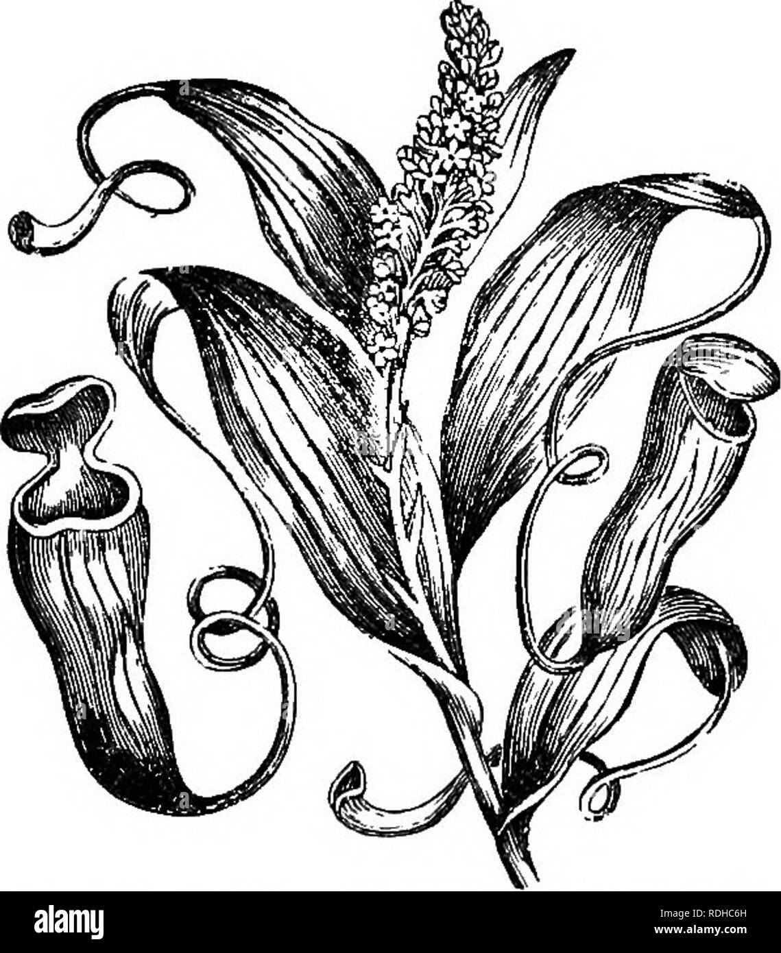 . Botany for academies and colleges: consisting of plant development ...