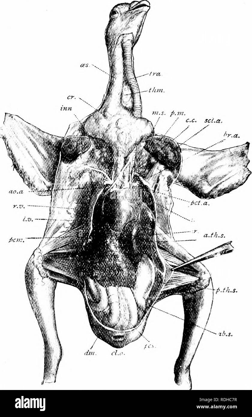 . A manual of elementary zoology . Zoology. 412 MANUAL OF ELEMENTARY ...