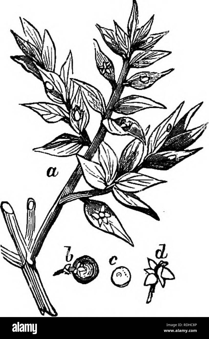 Scandent plant Black and White Stock Photos & Images - Alamy
