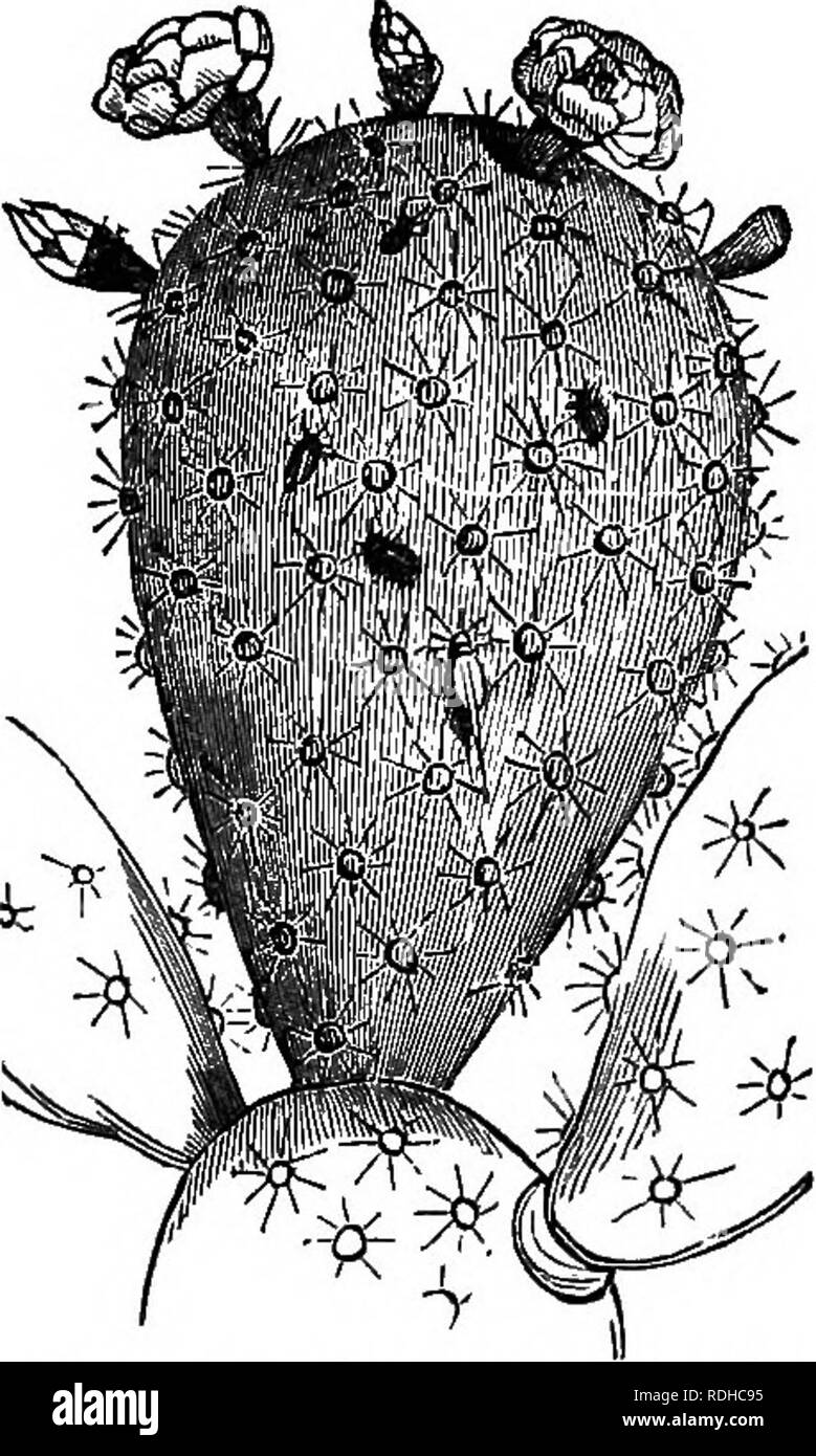 Scandent plant Black and White Stock Photos & Images - Alamy