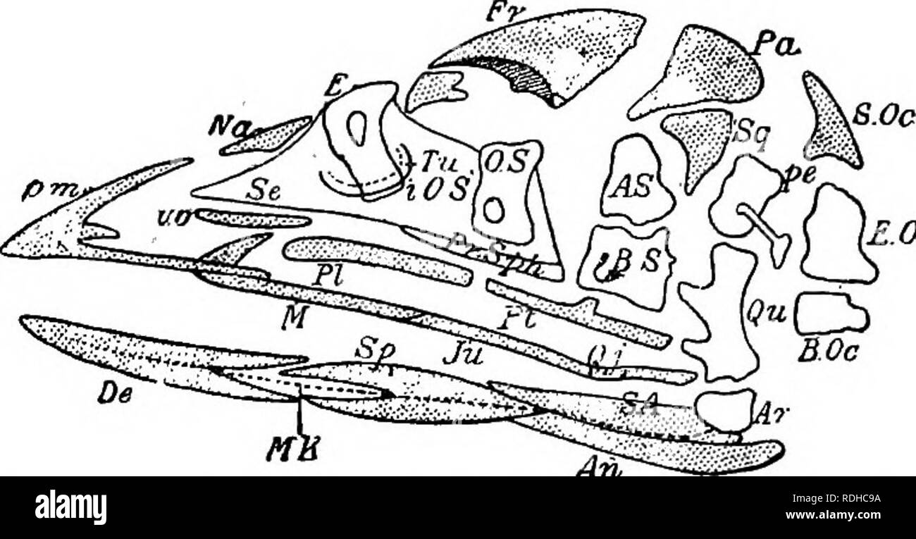 . A manual of elementary zoology . Zoology. THE PIGEON 405 parts are ...