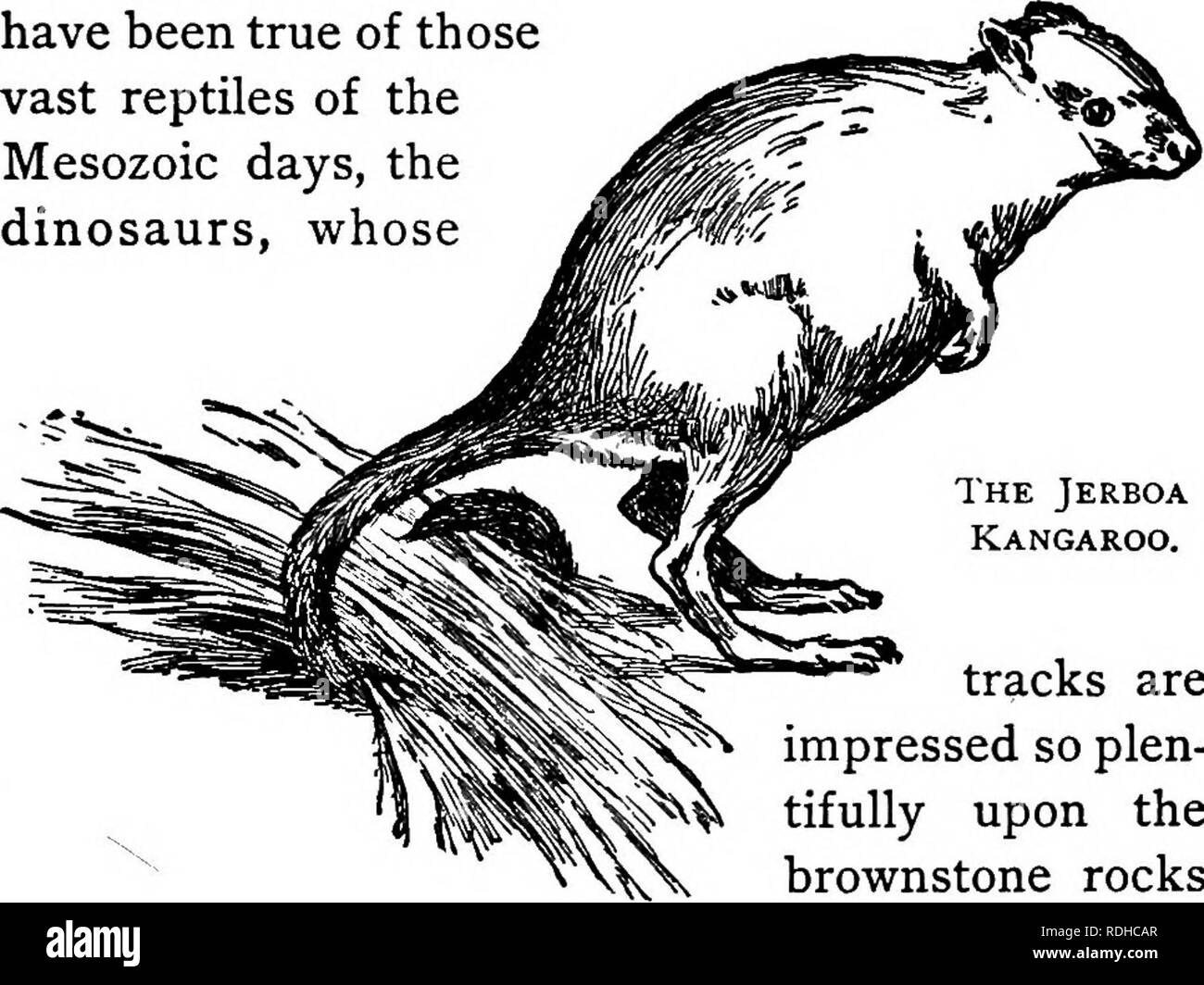 Wallaby tracks Black and White Stock Photos & Images - Alamy