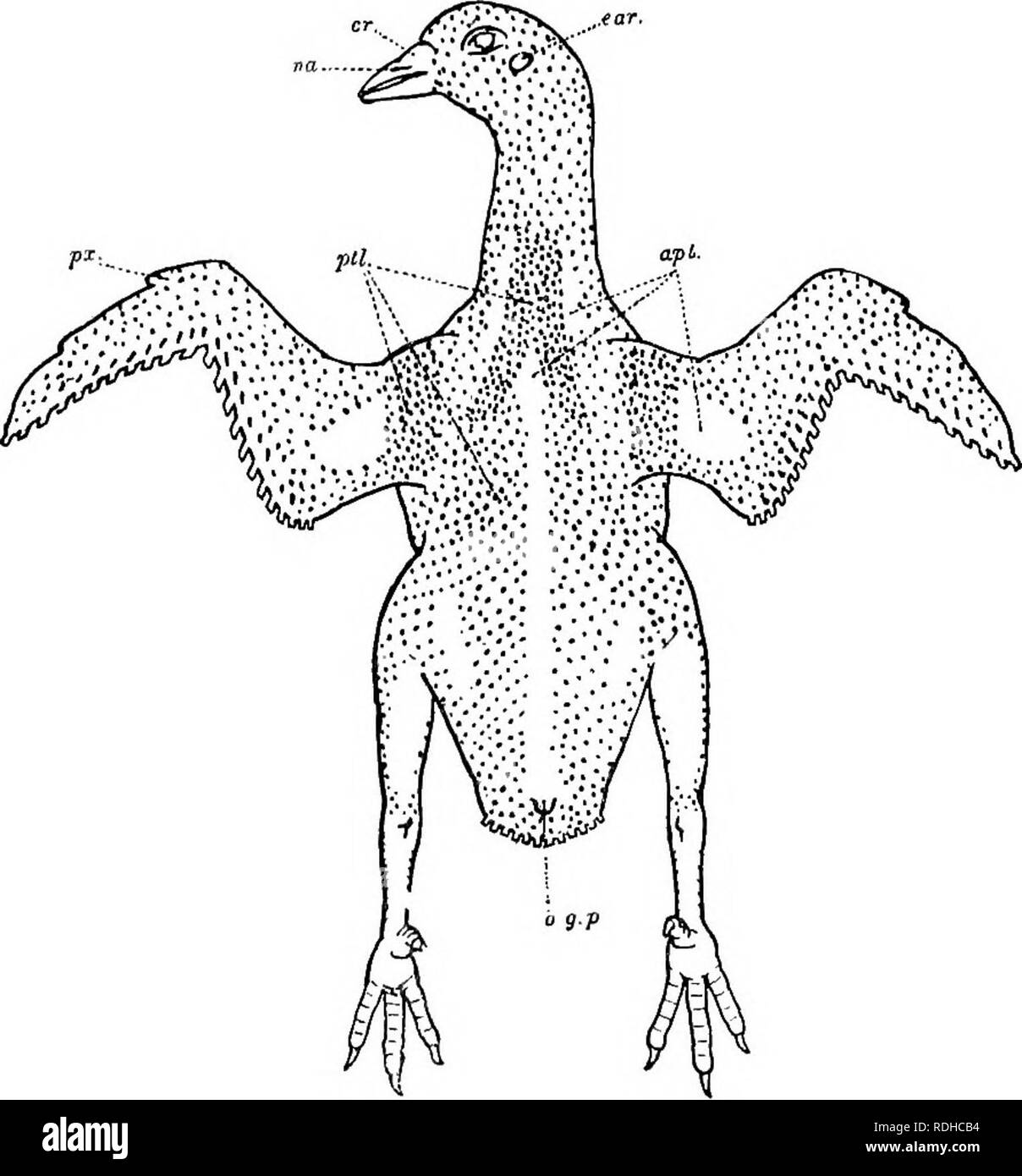 . A manual of elementary zoology . Zoology. THE PIGEON 397 The body is ...