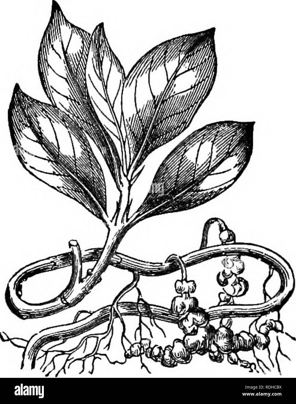 Fibrous root structure clematis hi-res stock photography and images - Alamy