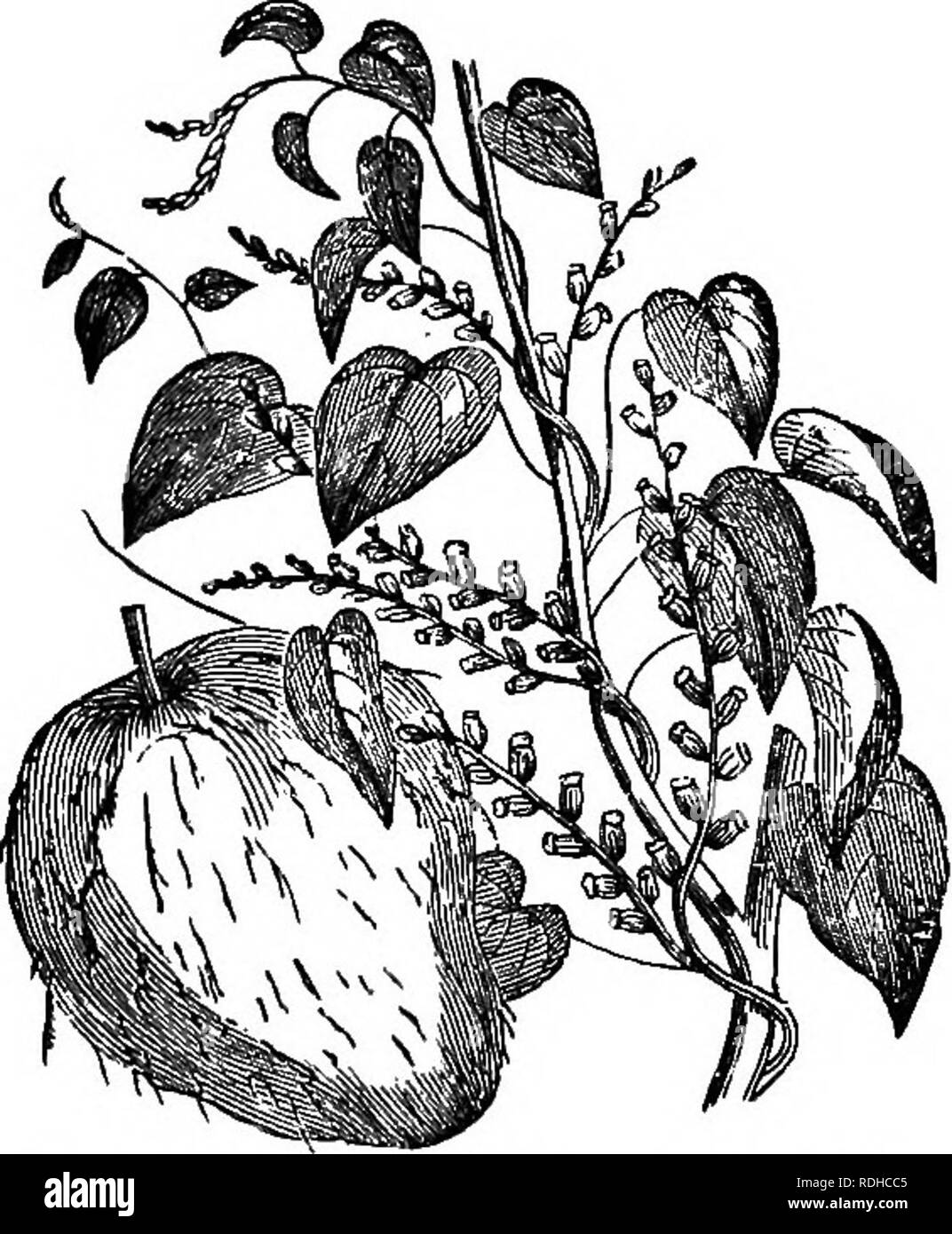 Fibrous root structure clematis hi-res stock photography and images - Alamy