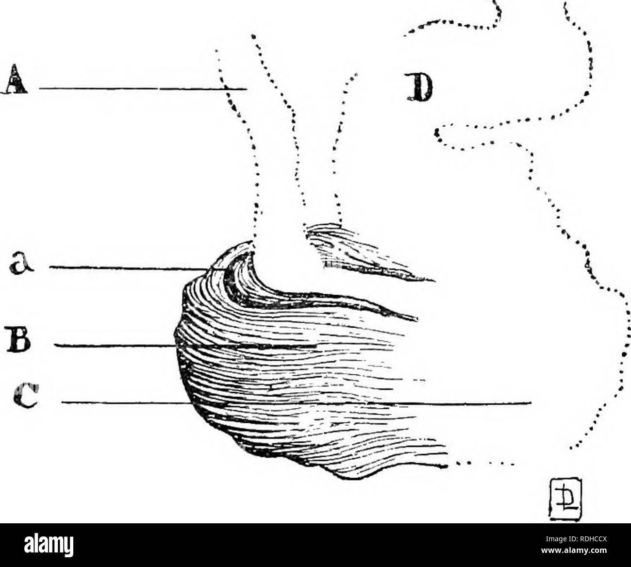 . The common colics of the horse : their causes, symptoms, diagnosis ...