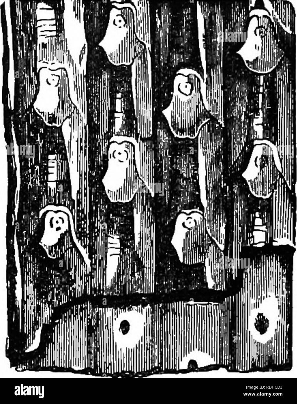 Devonian period insects hi-res stock photography and images - Alamy