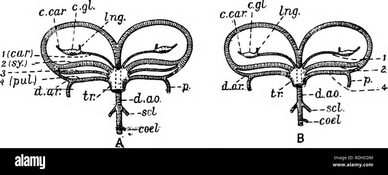 Occipital Condyle Bird