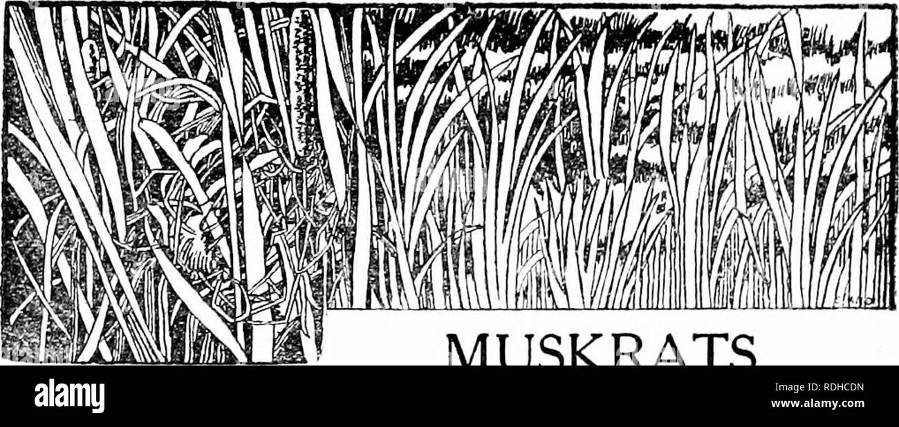 Muskrat house hi-res stock photography and images - Alamy