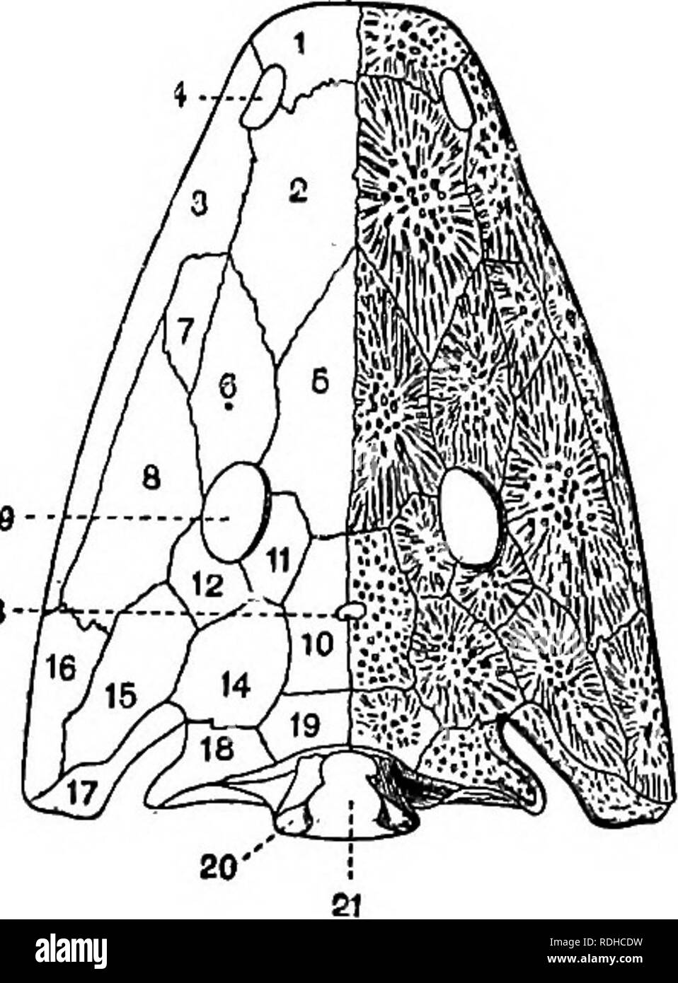 . A manual of elementary zoology . Zoology. COLD-BLOODED VERTEBRATA 3»S ...