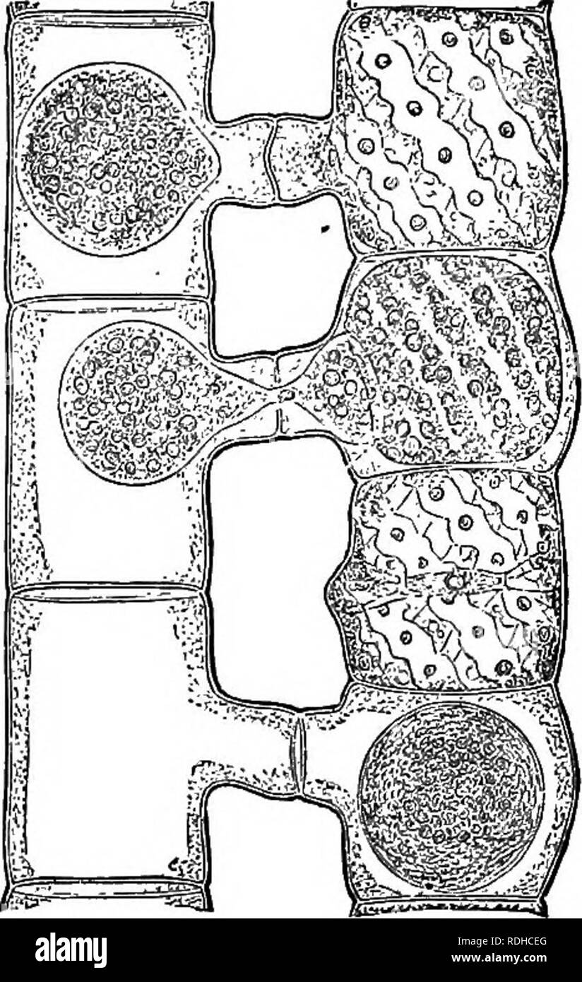 . Physiological botany; I. Outlines of the histology of phÃ¦nogamous ...