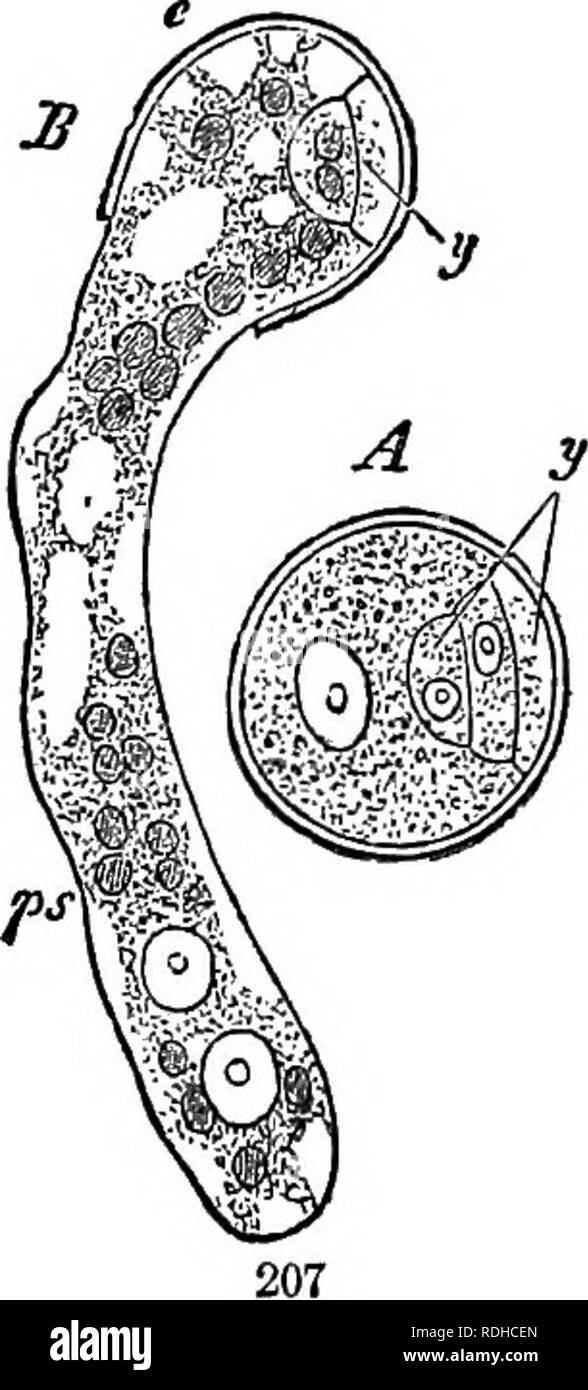 . Physiological botany; I. Outlines of the histology of phænogamous ...
