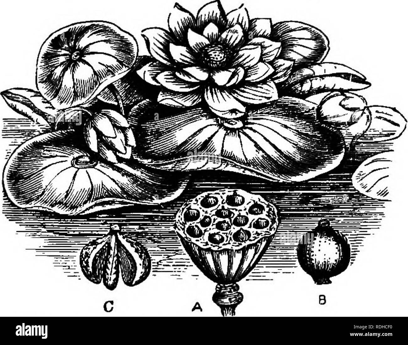 Torus shaped structure hi-res stock photography and images - Alamy
