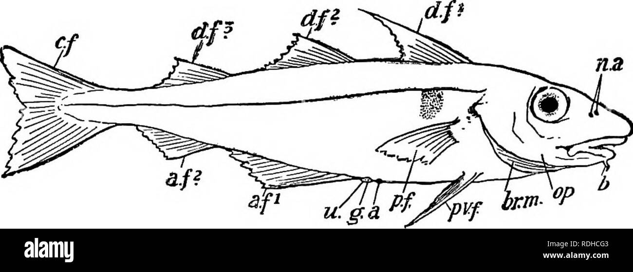Ganoid scales hi-res stock photography and images - Alamy