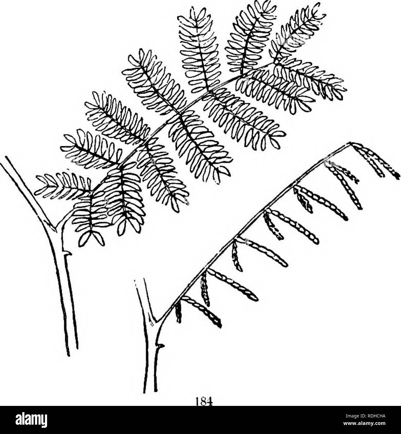 . Physiological botany; I. Outlines of the histology of phænogamous ...