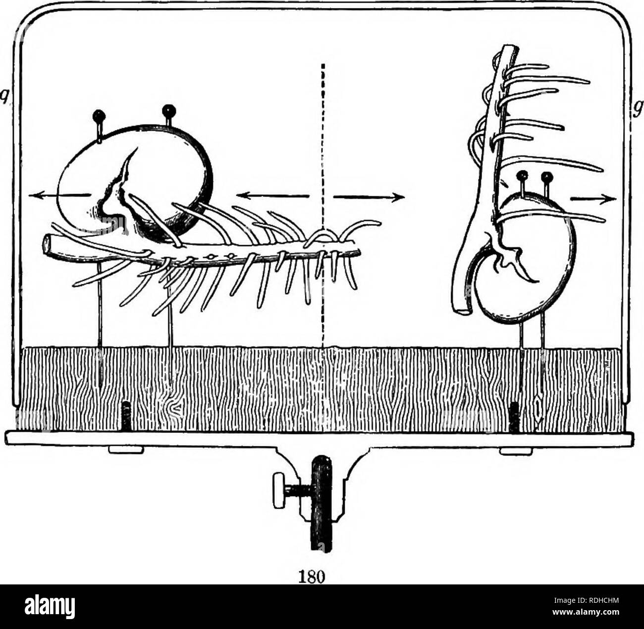 . Physiological botany; I. Outlines of the histology of phænogamous ...