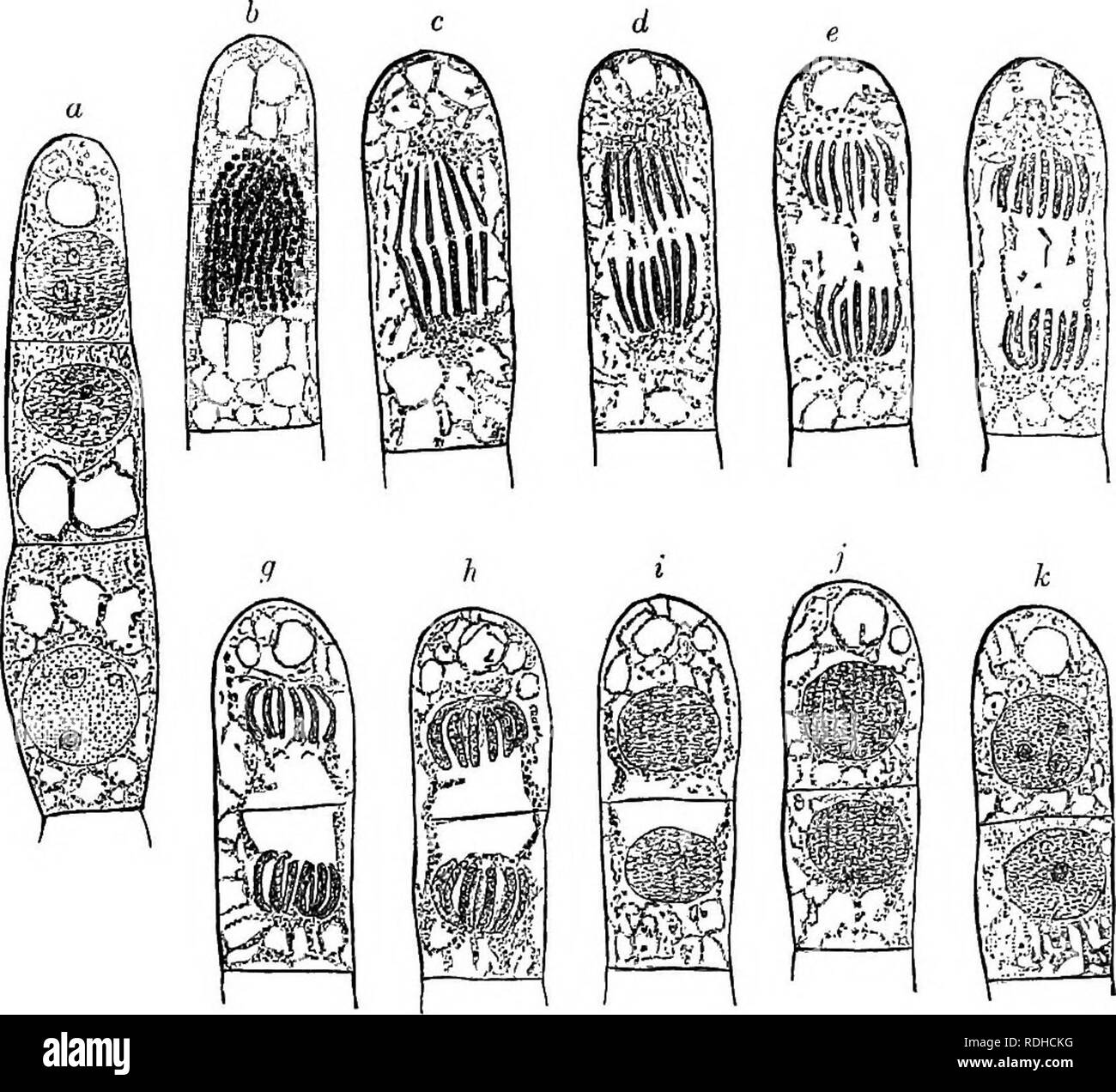 . Physiological botany; I. Outlines of the histology of phænogamous ...