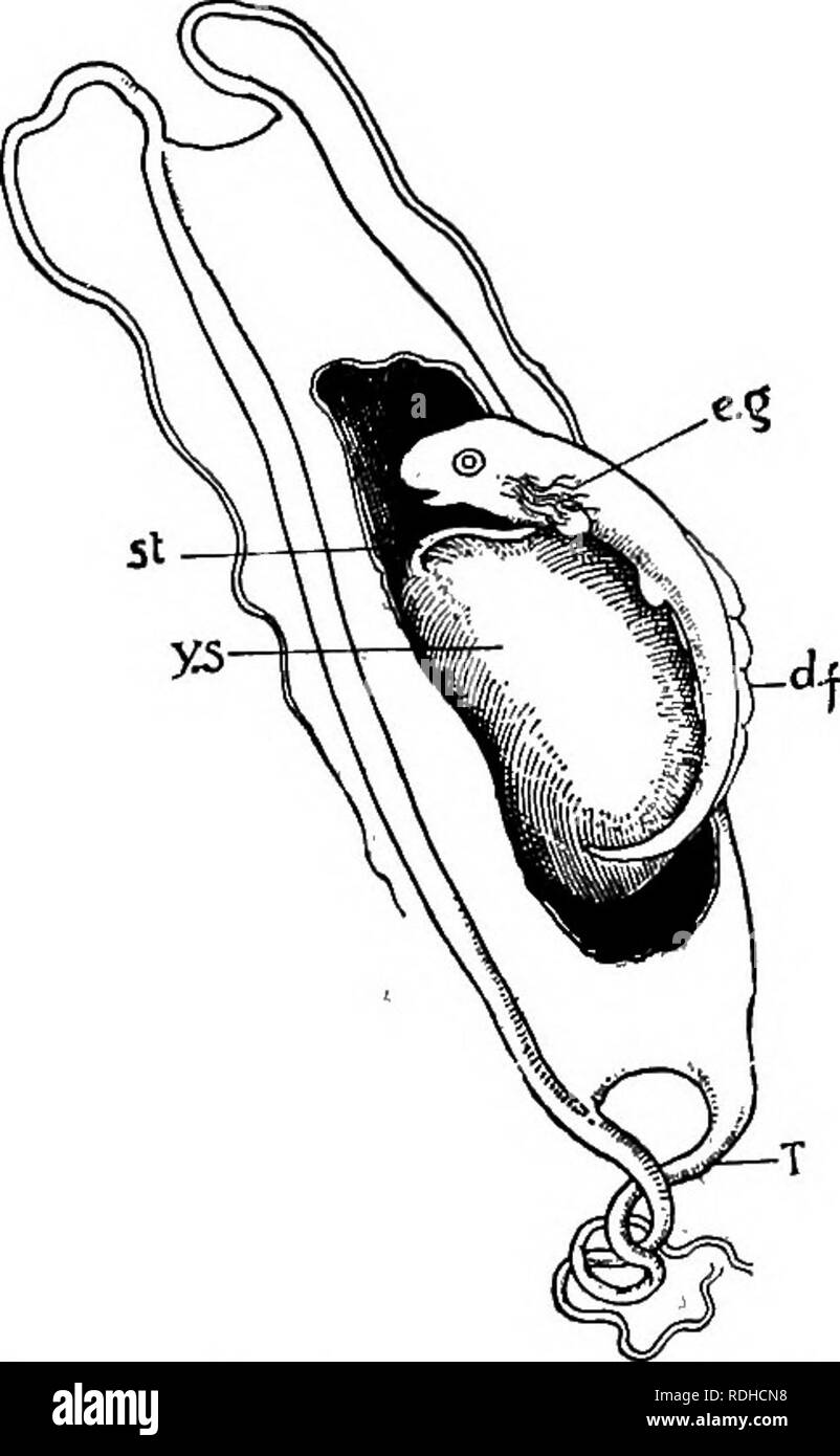 . A manual of elementary zoology . Zoology. THE DOGFISH 357 which ...