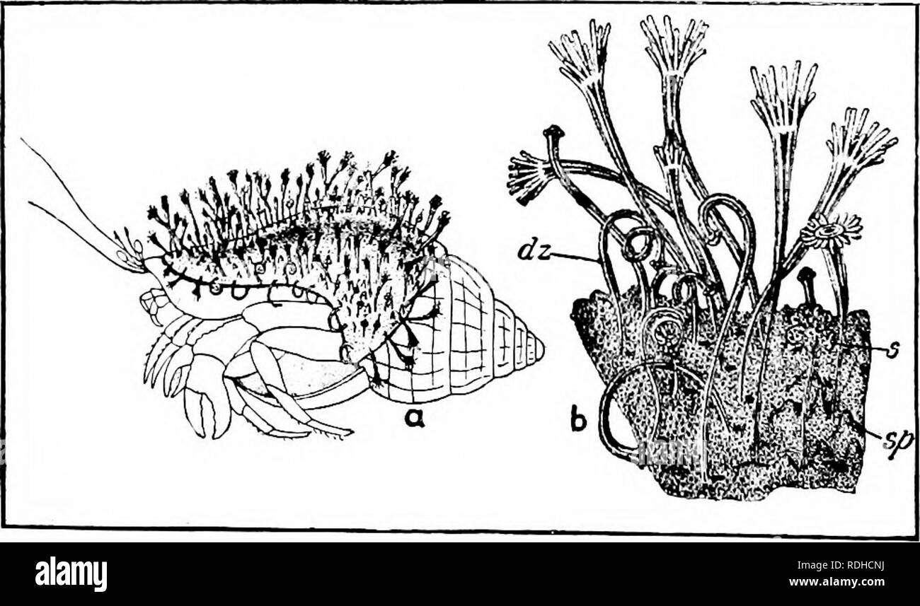 Tubularian hydroid hi-res stock photography and images - Alamy