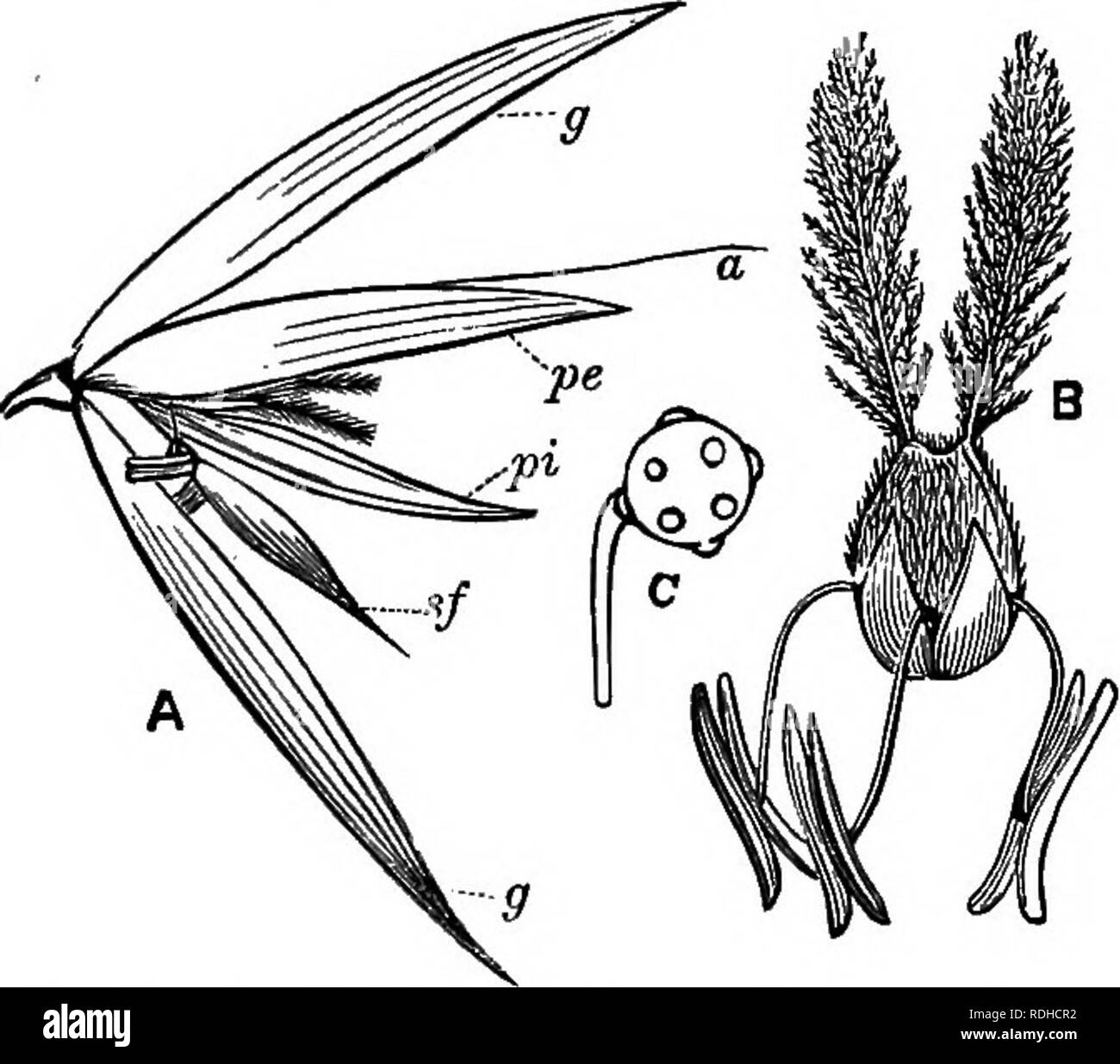 Structure of the flower perianth Black and White Stock Photos & Images ...