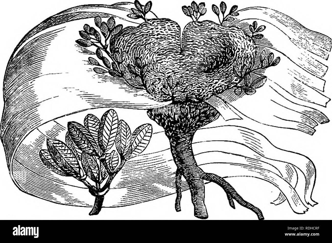 Welwitschia flowers Black and White Stock Photos & Images - Alamy