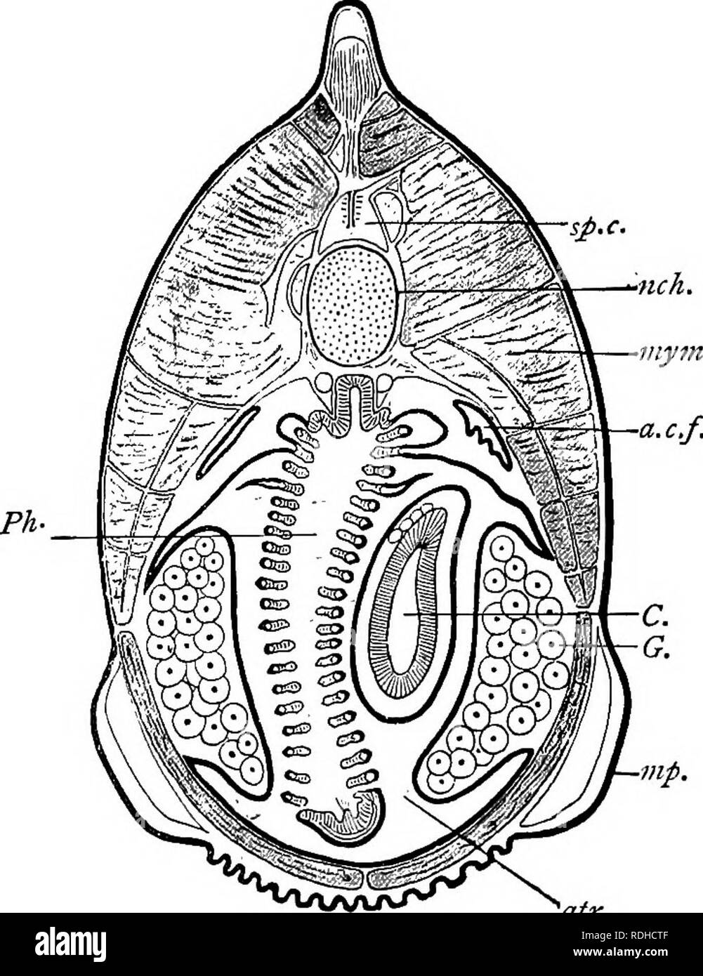 Suprabranchial hi-res stock photography and images - Alamy