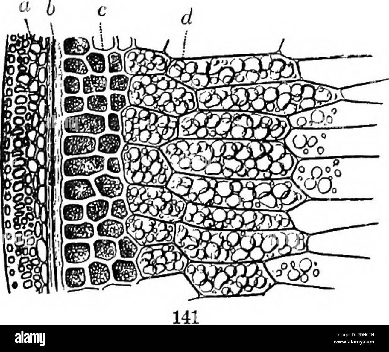 . Physiological botany; I. Outlines of the histology of phænogamous ...