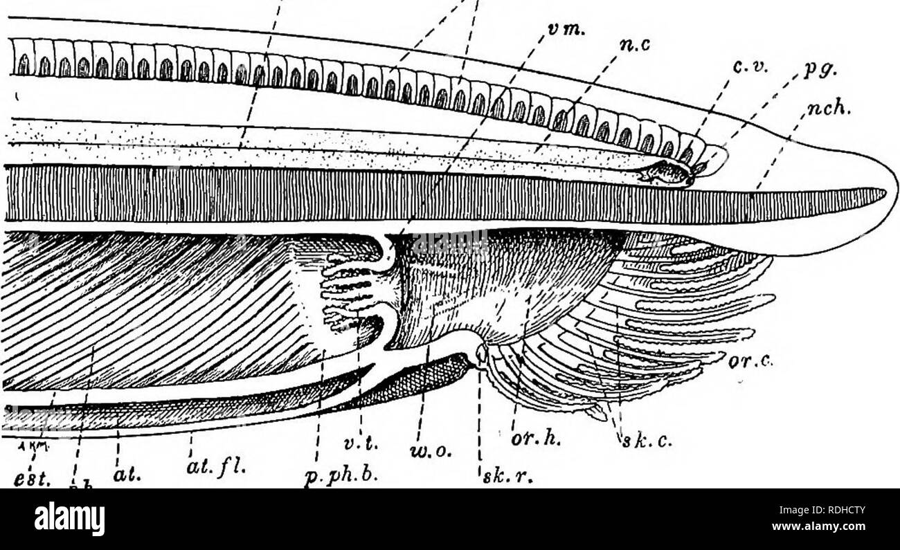 . A manual of elementary zoology . Zoology. THE LANCELET 329 General ...