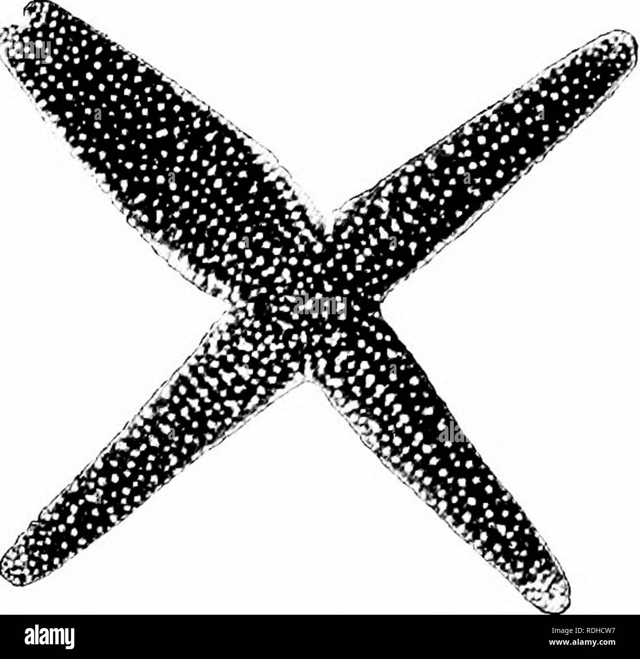 Intestine from fish Black and White Stock Photos & Images - Alamy