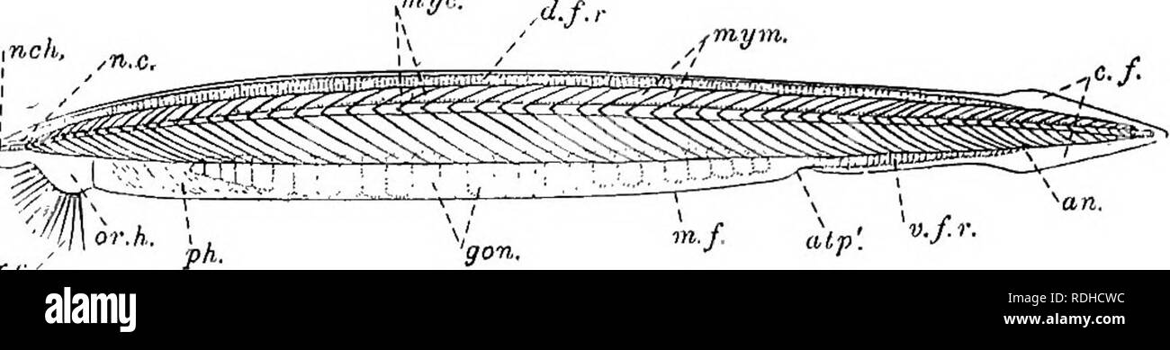 . A manual of elementary zoology . Zoology. THE LANCELET 327 the left ...