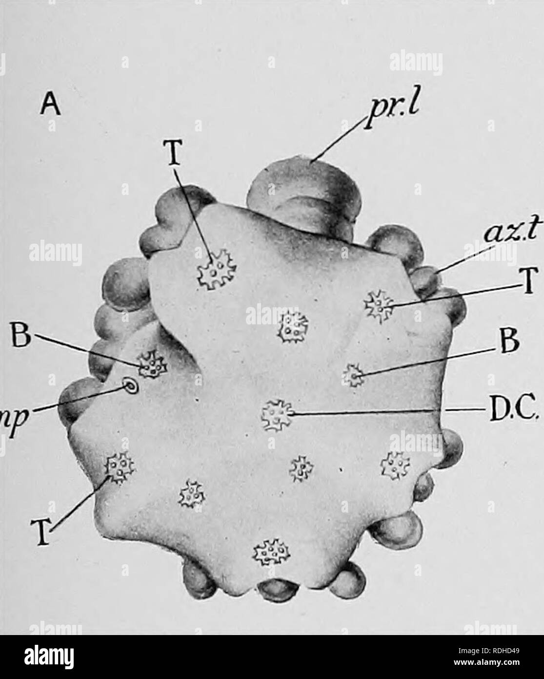 Ambulacral Groove High Resolution Stock Photography and Images - Alamy