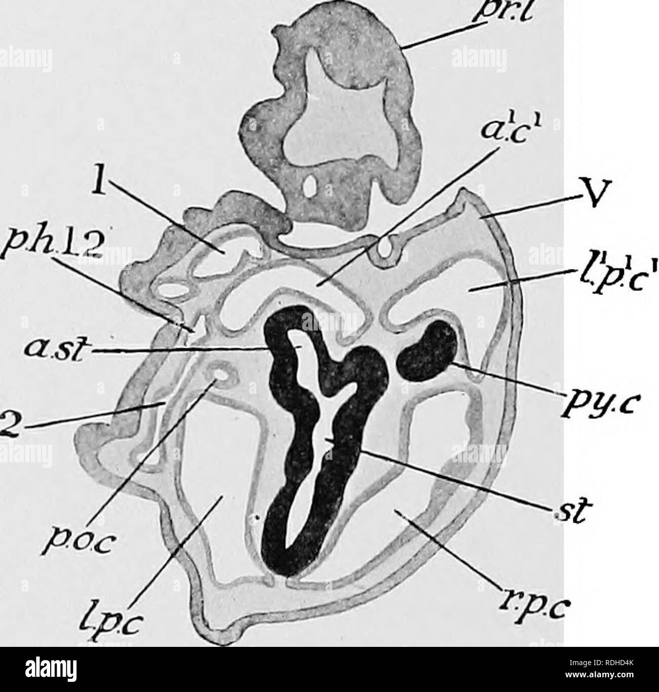 . Text-book of embryology. Embryology. Fig. 368.—Views from the side of ...