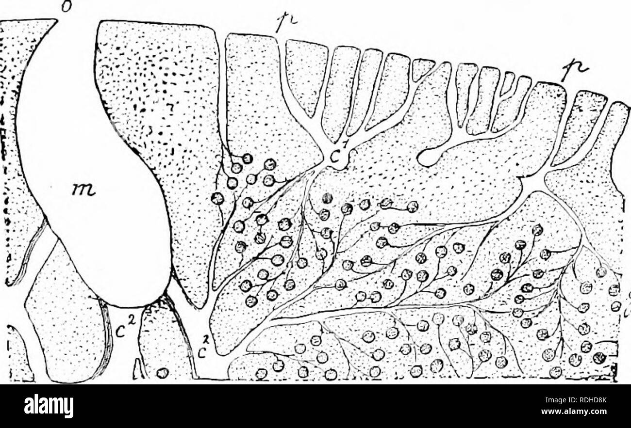 . A manual of zoology. Zoology. PORIFERA 203 Sponges of this simple ...