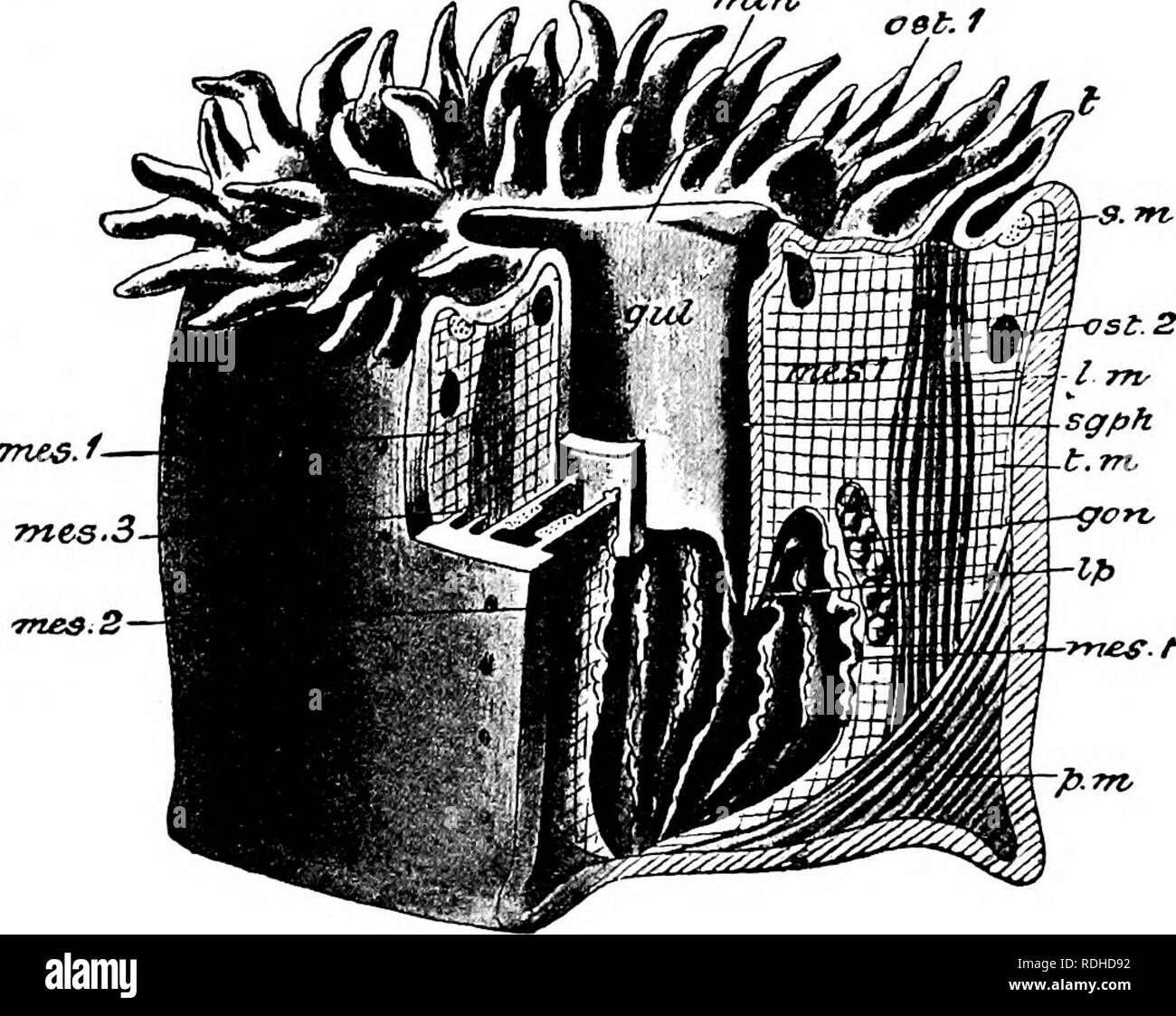 At cavity nest Black and White Stock Photos & Images - Alamy