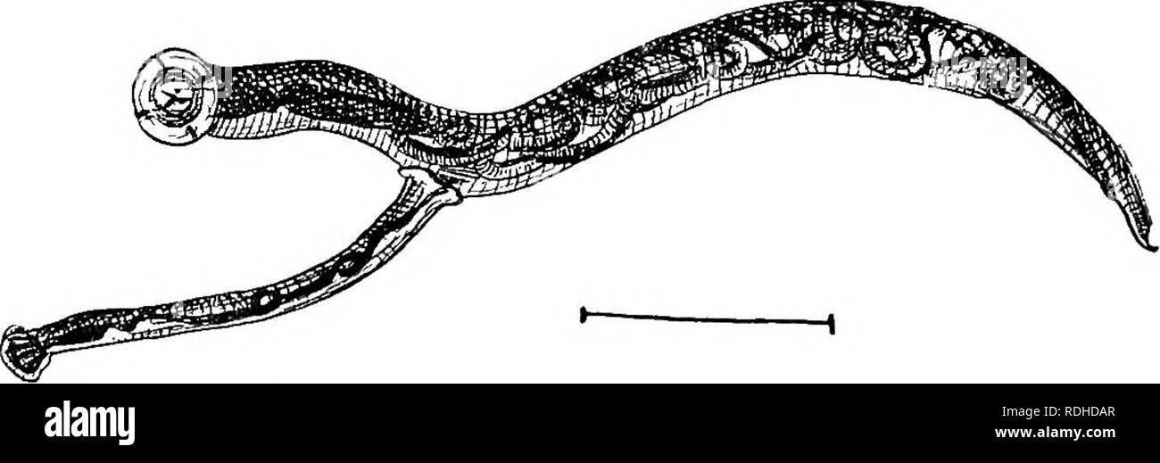 Syngamus Black and White Stock Photos & Images - Alamy