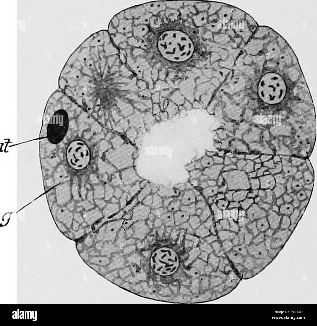 Blastomere Black and White Stock Photos & Images - Alamy