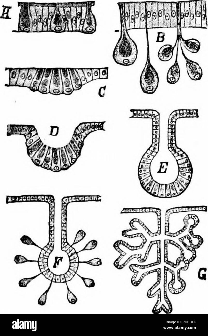 . A manual of zoology. THE METAZOA 65 epithelium through a narrow ...
