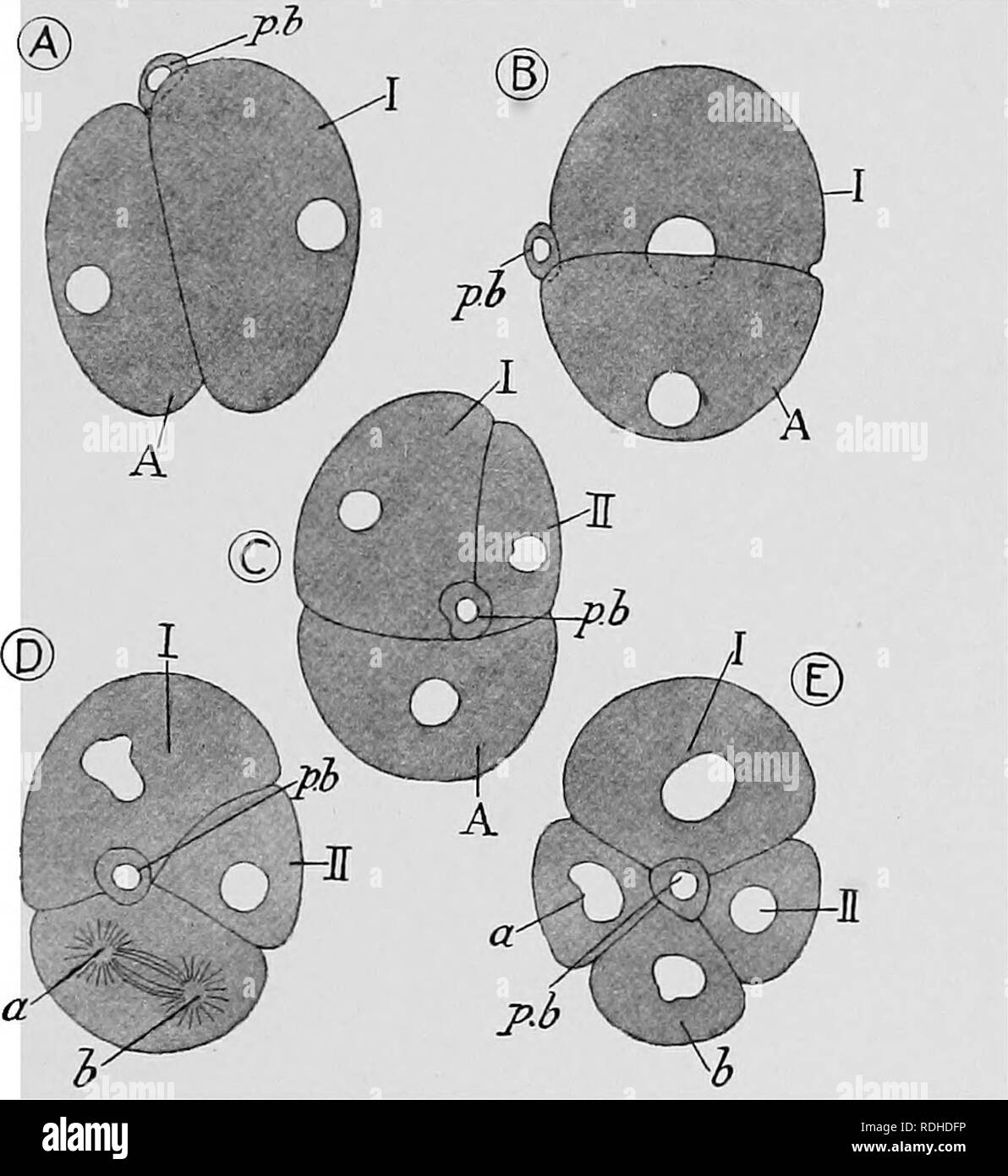 Egg shell marks Black and White Stock Photos & Images - Alamy
