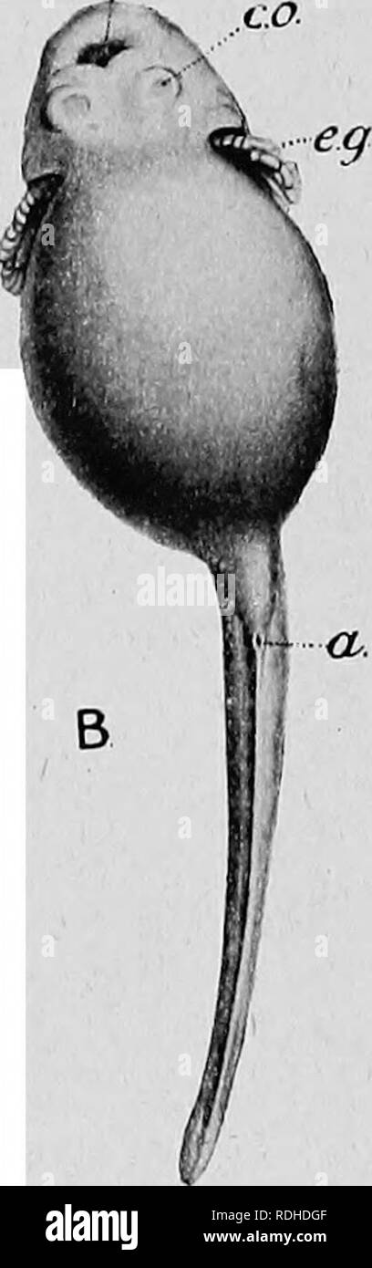 . Text-book of embryology. Embryology. Fig. 254. —Tadpole of unknown ...