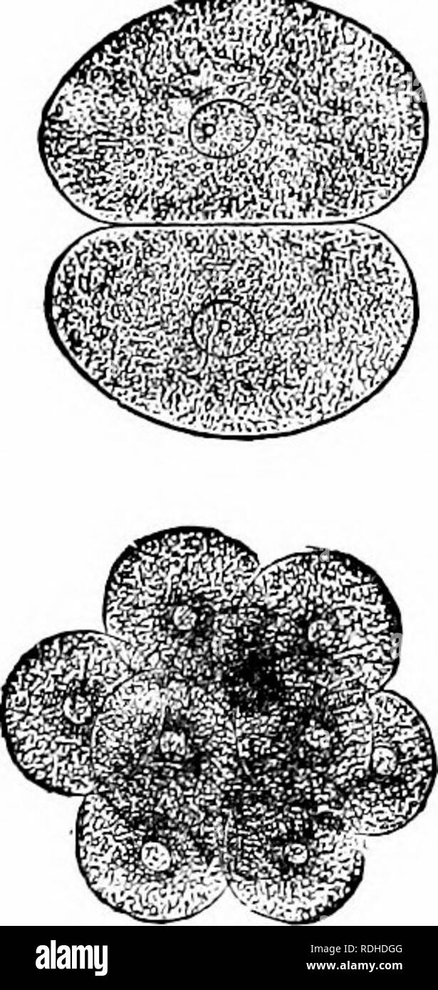 Binary fission in amoeba hi-res stock photography and images - Alamy