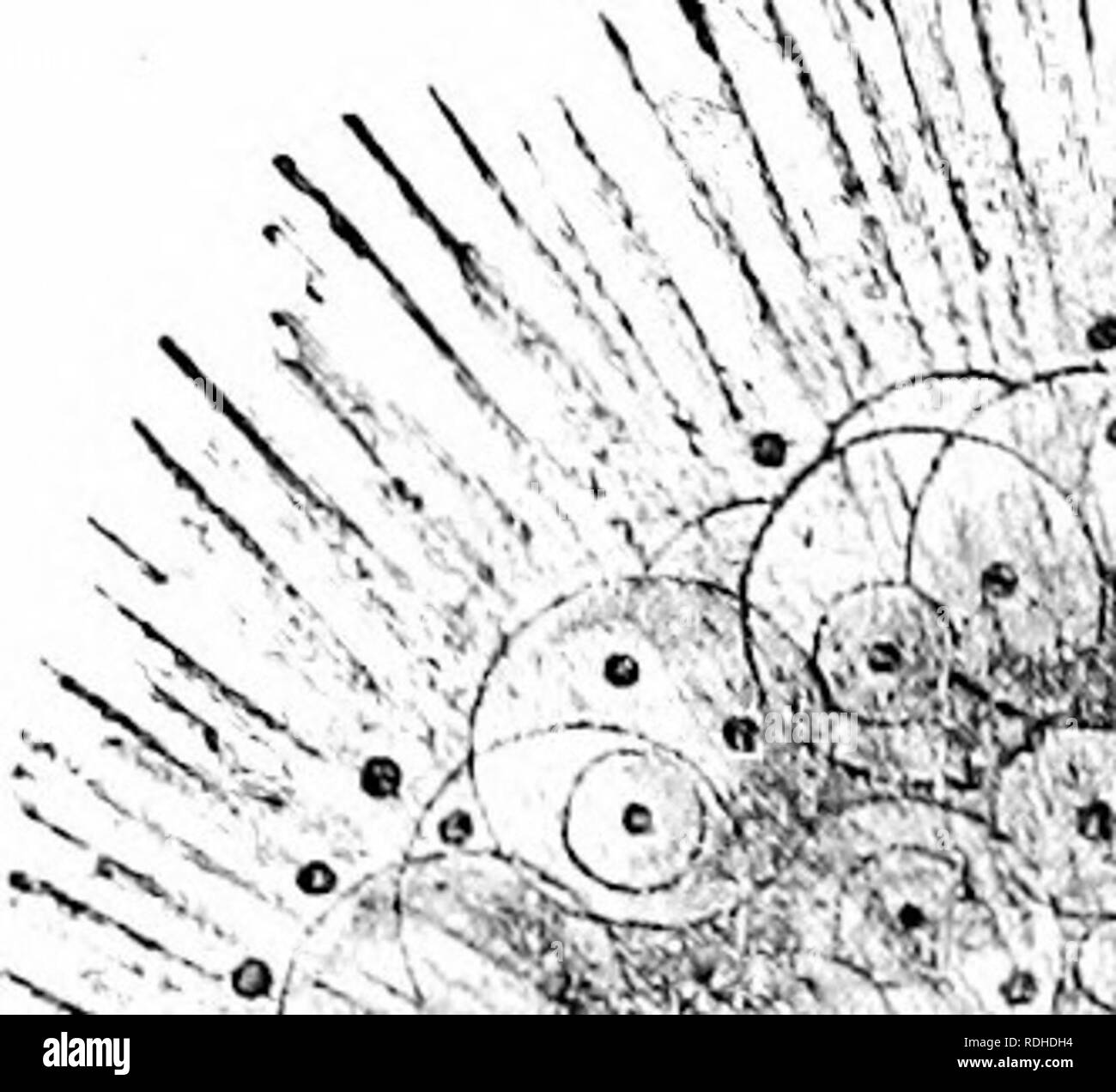 Radiolaria skeletons Black and White Stock Photos & Images - Alamy