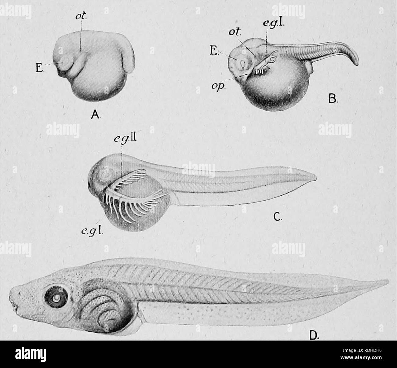 Cutting frogs Black and White Stock Photos & Images - Alamy