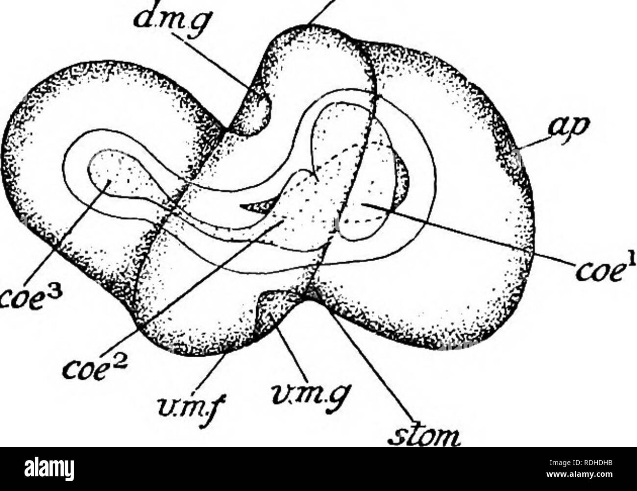 Side wards Black and White Stock Photos & Images - Alamy