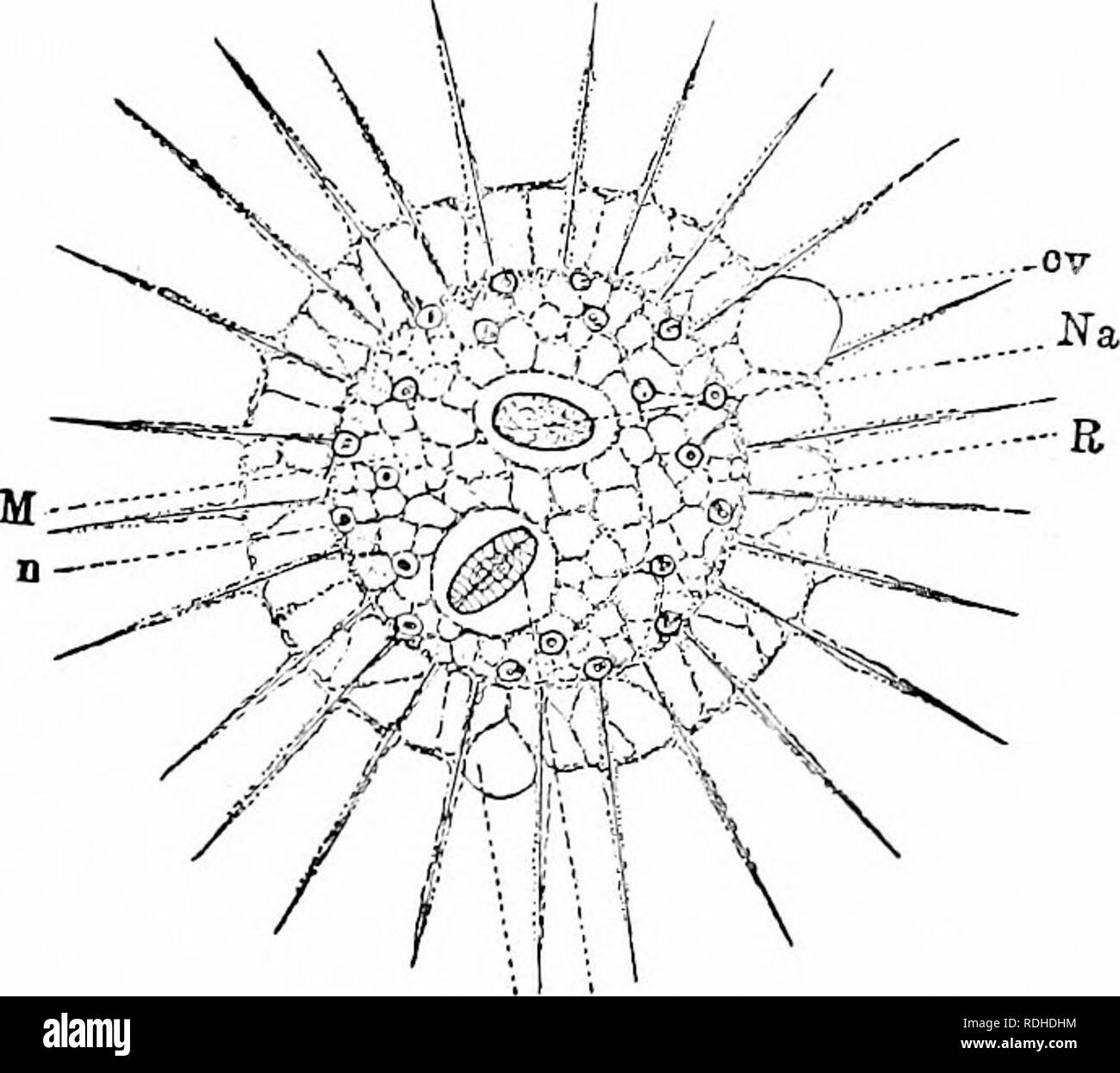 Pseudopodium Black and White Stock Photos & Images - Alamy