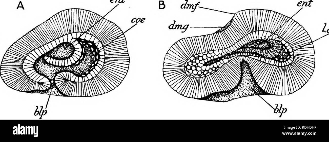 . Text-book of embryology. Embryology. XII BEACHIOPODA 409 The cells of ...