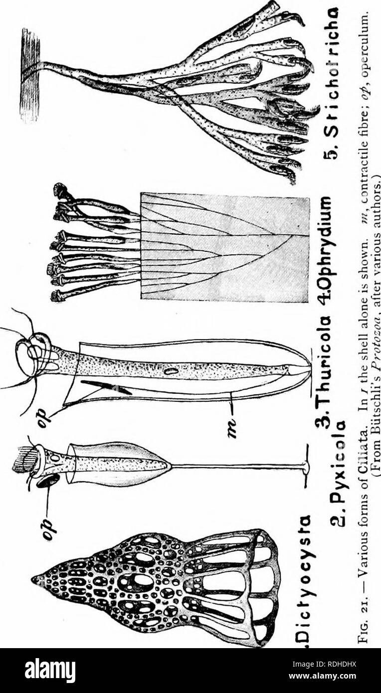 . A manual of zoology. PHYLUM PROTOZOA 53 stome, and when the animal is ...