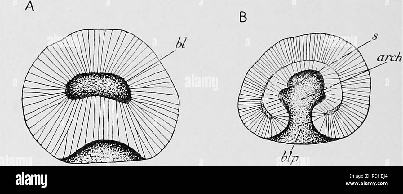 Trochophore larva Black and White Stock Photos & Images - Alamy