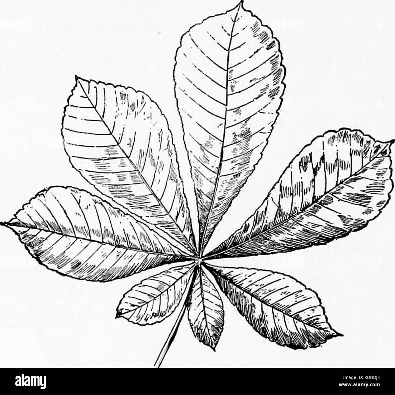 Horse chestnut tree buds Black and White Stock Photos & Images - Alamy