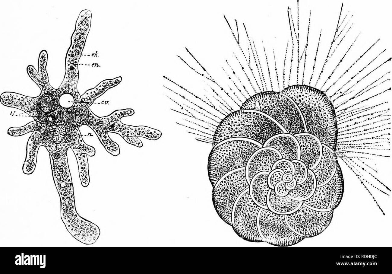 Pseudopodium Black and White Stock Photos & Images - Alamy